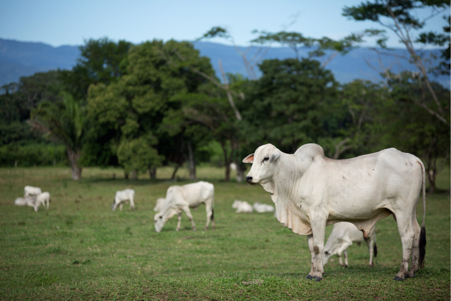 Brazil could double beef exports with Mercosur-EU agreement, says ...
